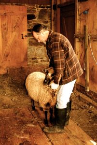 5 Critical Sheep Breeds for the Homestead - Countryside